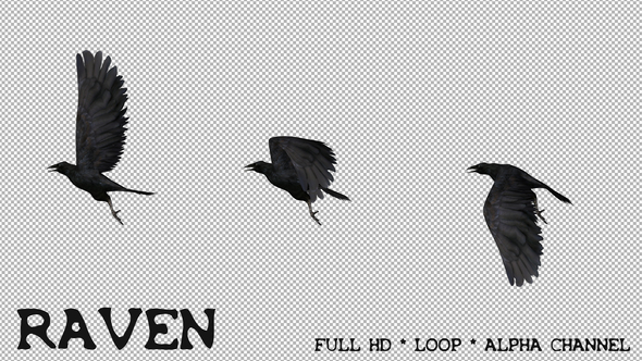 Raven Flying, Motion Graphics | VideoHive