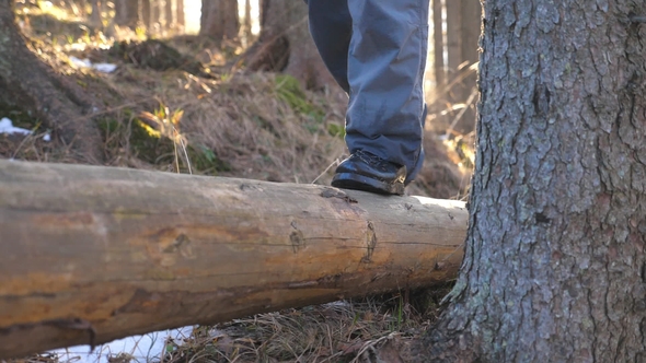 of Male Feet Walking Over Wood Log Lying in Pine Forest. Unrecognizable ...