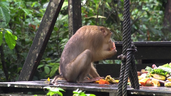 Long Tailed Macaque (Macaca Fascicularis) Eating Fruit at Feeding ...