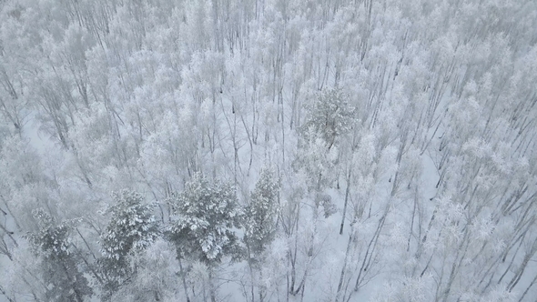 Aerial Flyover Snow Covered Birch Tree, Stock Footage | VideoHive