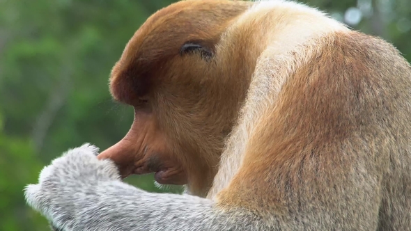 Male Proboscis Monkey (Nasalis Larvatus) Scratching Nose. Endangered ...