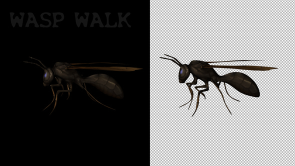 Cartoon Wasp Walk, Motion Graphics | VideoHive