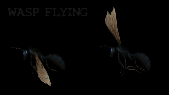 Cartoon Wasp Fly, Motion Graphics | VideoHive