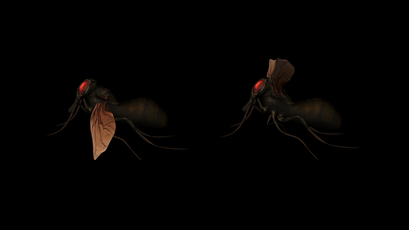 Cartoon Fly, Motion Graphics | VideoHive