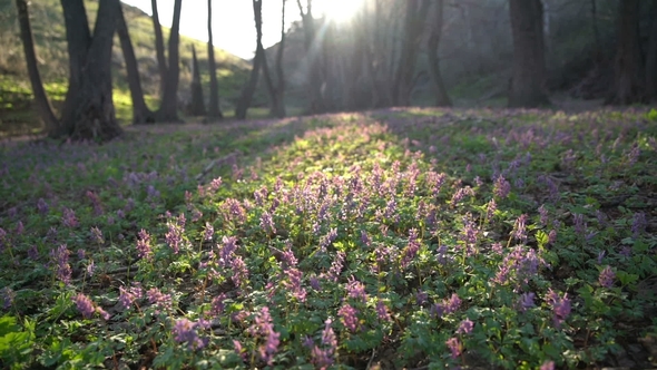 Glade of Beautiful Spring Purple Flowers in the Forest, Stock Footage