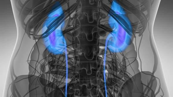 Anatomy Scan of Human Kidneys, Motion Graphics | VideoHive