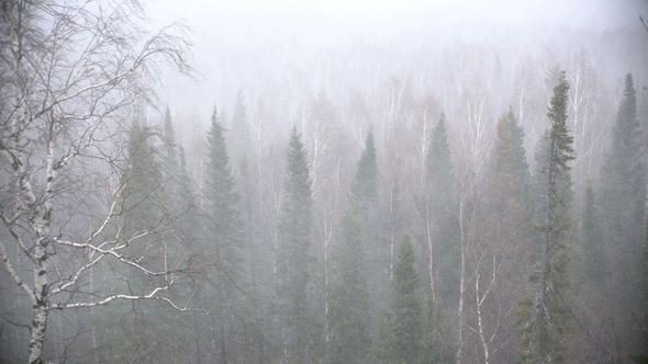 Snow Storm in the Forest Forest, Stock Footage | VideoHive