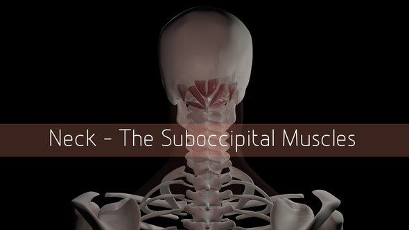 Neck - The Suboccipital Muscles, Motion Graphics | VideoHive