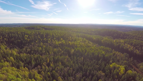 Flying High above Large Spruce Tree Forest, Stock Footage | VideoHive