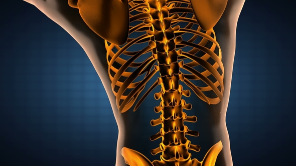 Human Bones Radiographic Scan, Motion Graphics | VideoHive