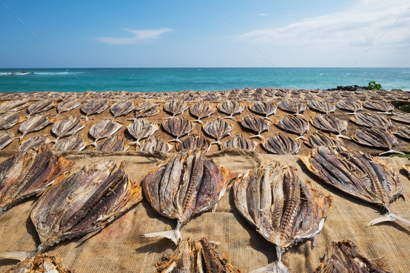 Traditional salted fish drying on racks in Midigama Srilanka Stock ...
