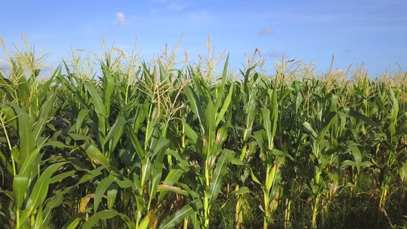 Organic Corn Farm Field Future Technology Agricultural , Stock Footage