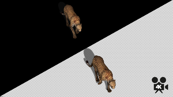 4K Cheetah Walk Top View, Motion Graphics | VideoHive