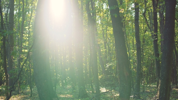 Beautiful Noon Sunny Forest, Stock Footage | VideoHive