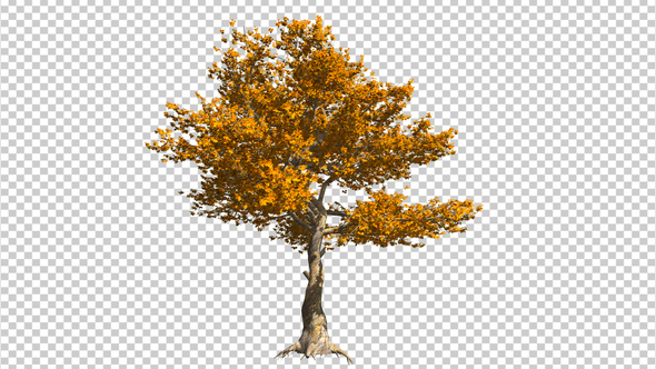 Autumn Tree, Motion Graphics | VideoHive