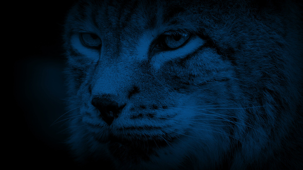 Big Cat Lynx At Night, Stock Footage | VideoHive