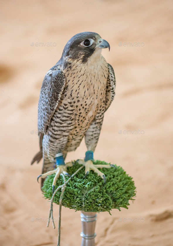 Arabian Falcon on its Perch Stock Photo by zambezi | PhotoDune