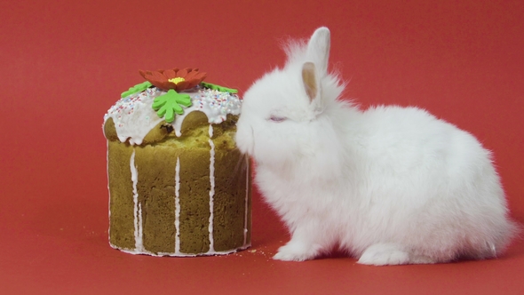 Easter Bunny Eats Cake on Red Background, Stock Footage | VideoHive