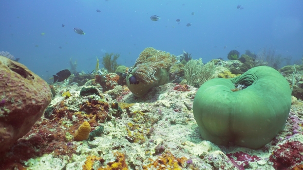 Coral Reef and Tropical Fish. Bali,Indonesia., Stock Footage | VideoHive
