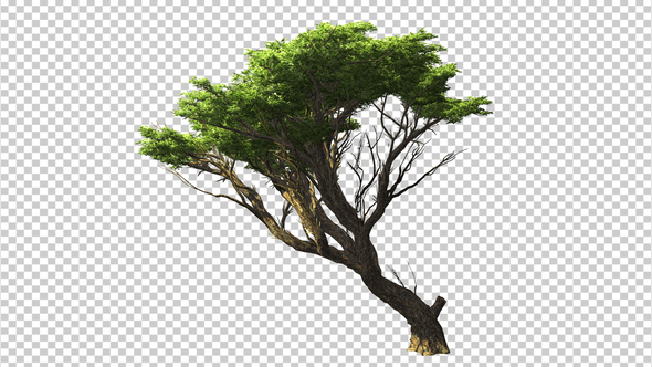 3D Object Tree, Motion Graphics | VideoHive