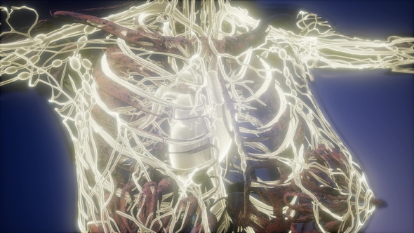 Human Body with Glow Blood Vessels, Motion Graphics | VideoHive