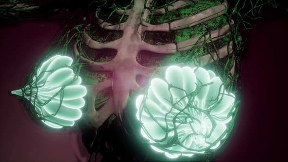 Human Body with Visible Glow Mammary Gland, Motion Graphics | VideoHive