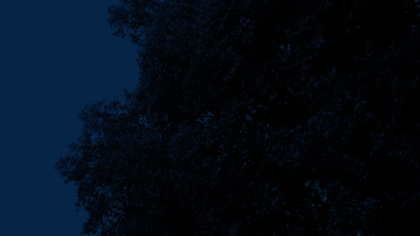 Big Tree In Storm At Night, Stock Footage | VideoHive