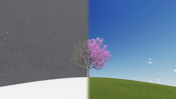 Tree Seasons Animation, Motion Graphics | VideoHive