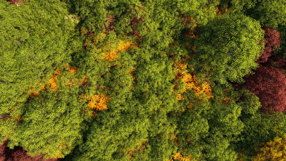 Colorful Forest Zoom Out, Motion Graphics | VideoHive