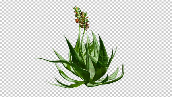 3d Object Plant, Motion Graphics | VideoHive