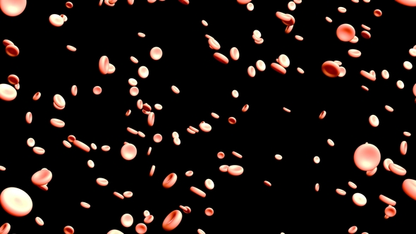 Erythrocytes of Blood , Motion Graphics | VideoHive