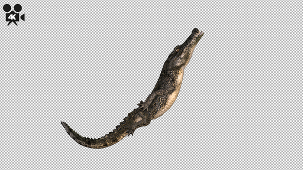4K Crocodile - Alligator Jump in the Water, Motion Graphics | VideoHive