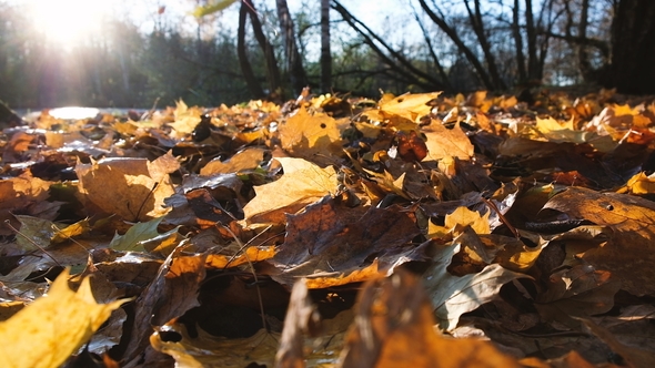 Falling Leaves in the Autumn Forest at Sunset, Stock Footage | VideoHive
