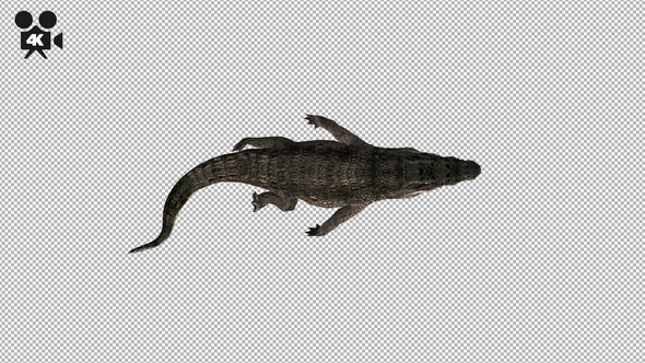 4K Crocodile - Alligator Swim - Top View, Motion Graphics | VideoHive