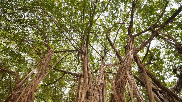 Rays of Light Shine Through the Banyan Tree in the Jungles. Ayala ...