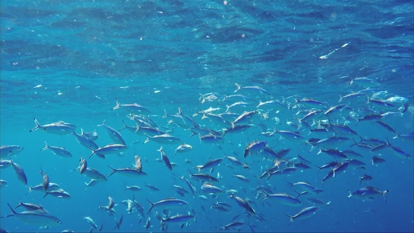 A Flock of Fish Synchronously Swims in the Waters of the Red Sea, Feeds ...