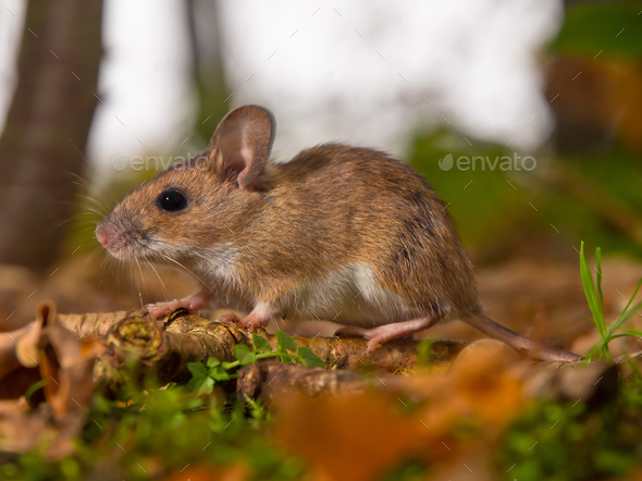 yellow necked mouse in forest Stock Photo by CreativeNature_nl | PhotoDune