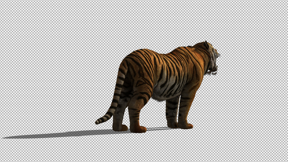 4K Tiger Howl Back View, Motion Graphics | VideoHive