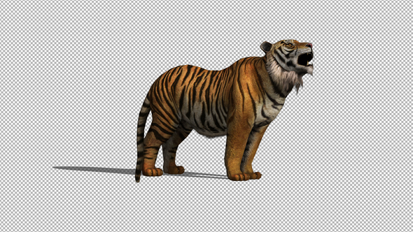 4K Tiger Howl Animation, Motion Graphics | VideoHive