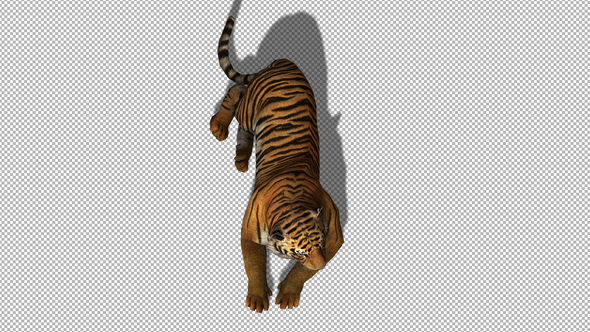4K Tiger Sit Top View, Motion Graphics | VideoHive