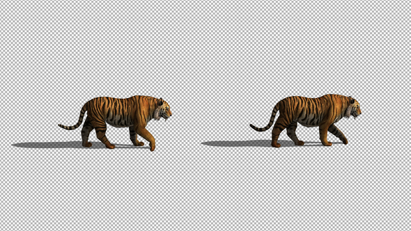 4K Tiger Walking Animation, Motion Graphics | VideoHive