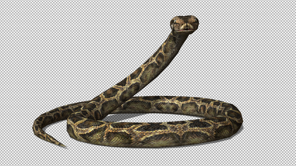 4K Snake Defence Zoom, Motion Graphics | VideoHive