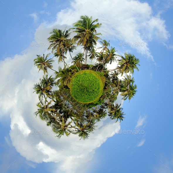 360 degree view of Palm tree Stock Photo by byrdyak | PhotoDune