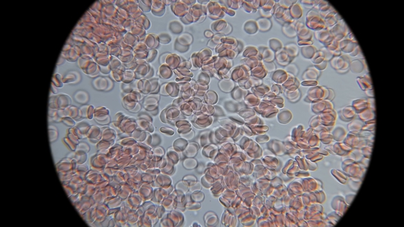 Movement of Blood Under the Microscope, Stock Footage | VideoHive