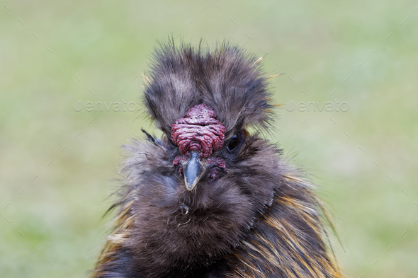 Chinese silky bantam chicken with blurred background Stock Photo by NERYX