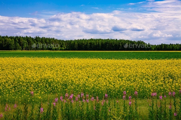 Countryside road along yellow rapeseed flower field and blue sky in ...