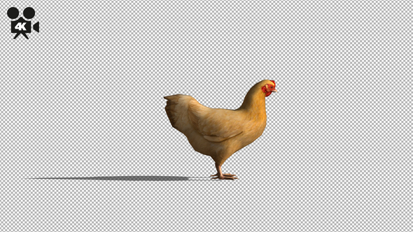 4K Chicken Eat, Motion Graphics | VideoHive