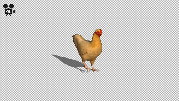 4K Chicken, Motion Graphics | VideoHive