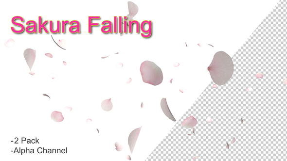 Sakura Falling, Motion Graphics | VideoHive