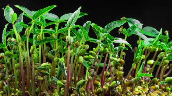 Mung Beans Germination on Black Background, Stock Footage | VideoHive